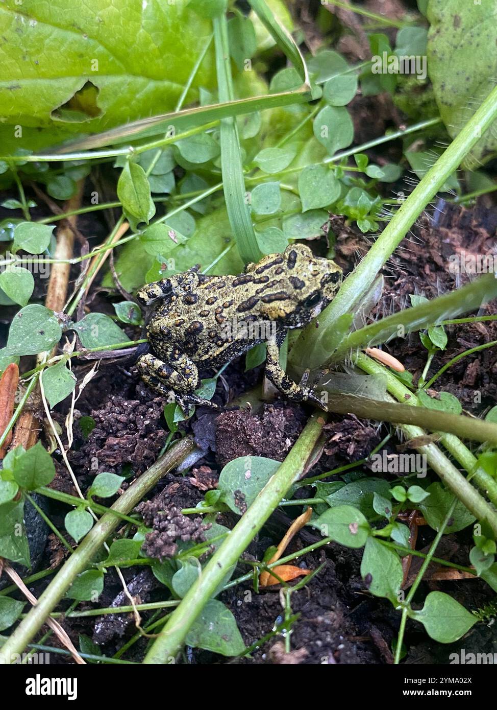 Western Toad (Anaxyrus boreas Stock Photo - Alamy