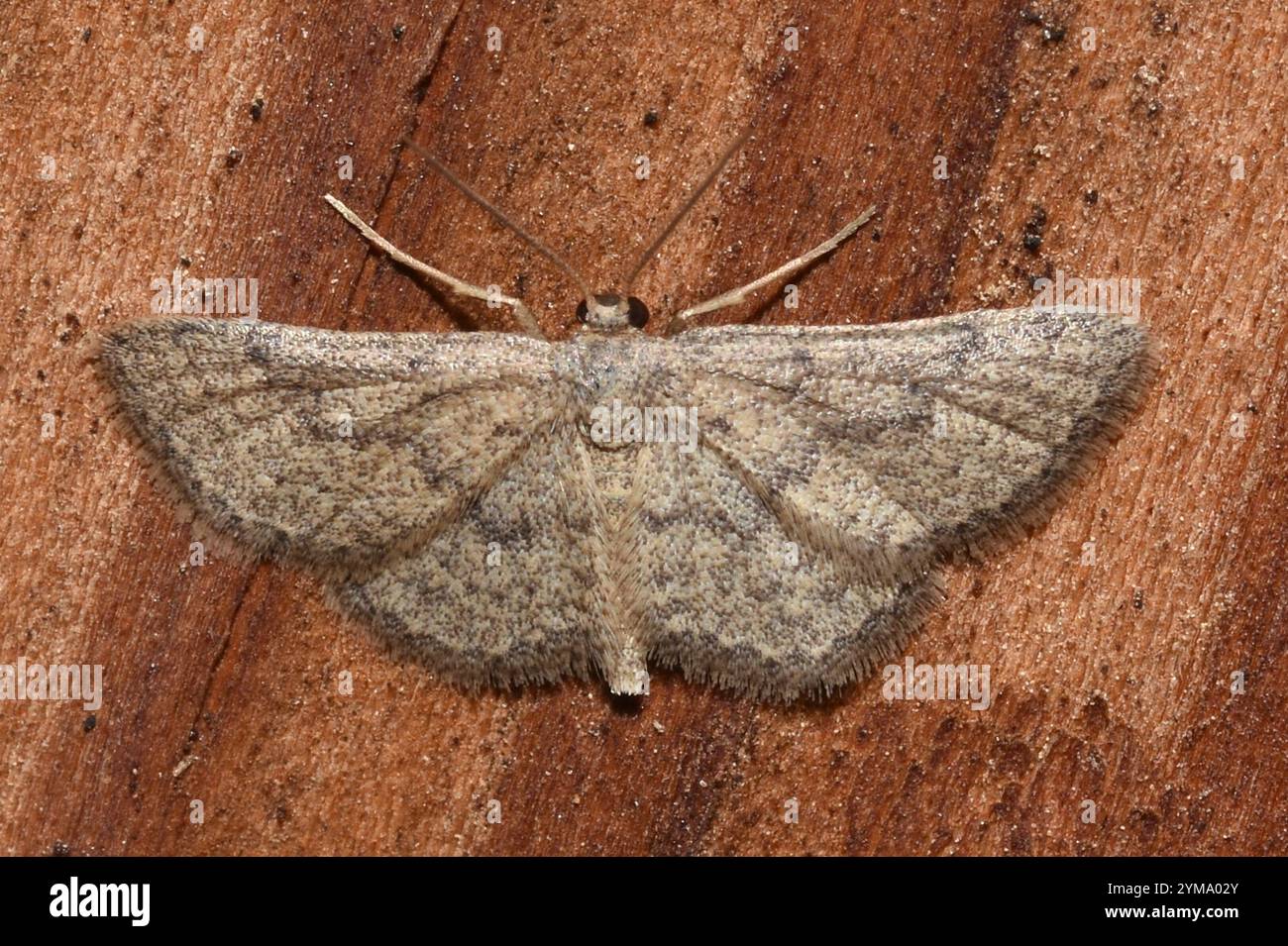 Drab Brown Wave (Lobocleta ossularia Stock Photo - Alamy