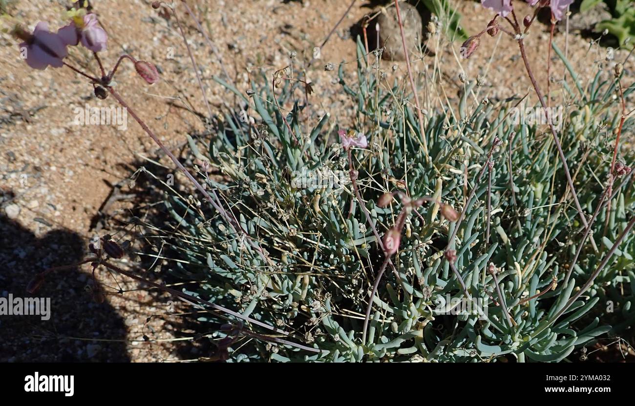 Sour Saltsorrel (Kewa salsoloides Stock Photo - Alamy