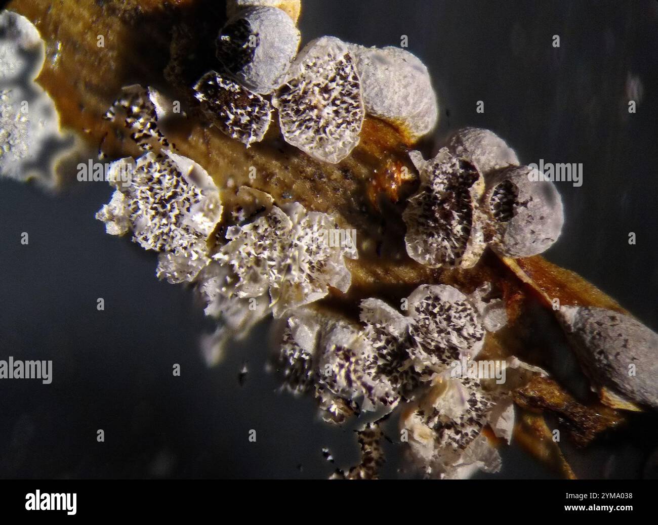 Badhamia panicea hi-res stock photography and images - Alamy