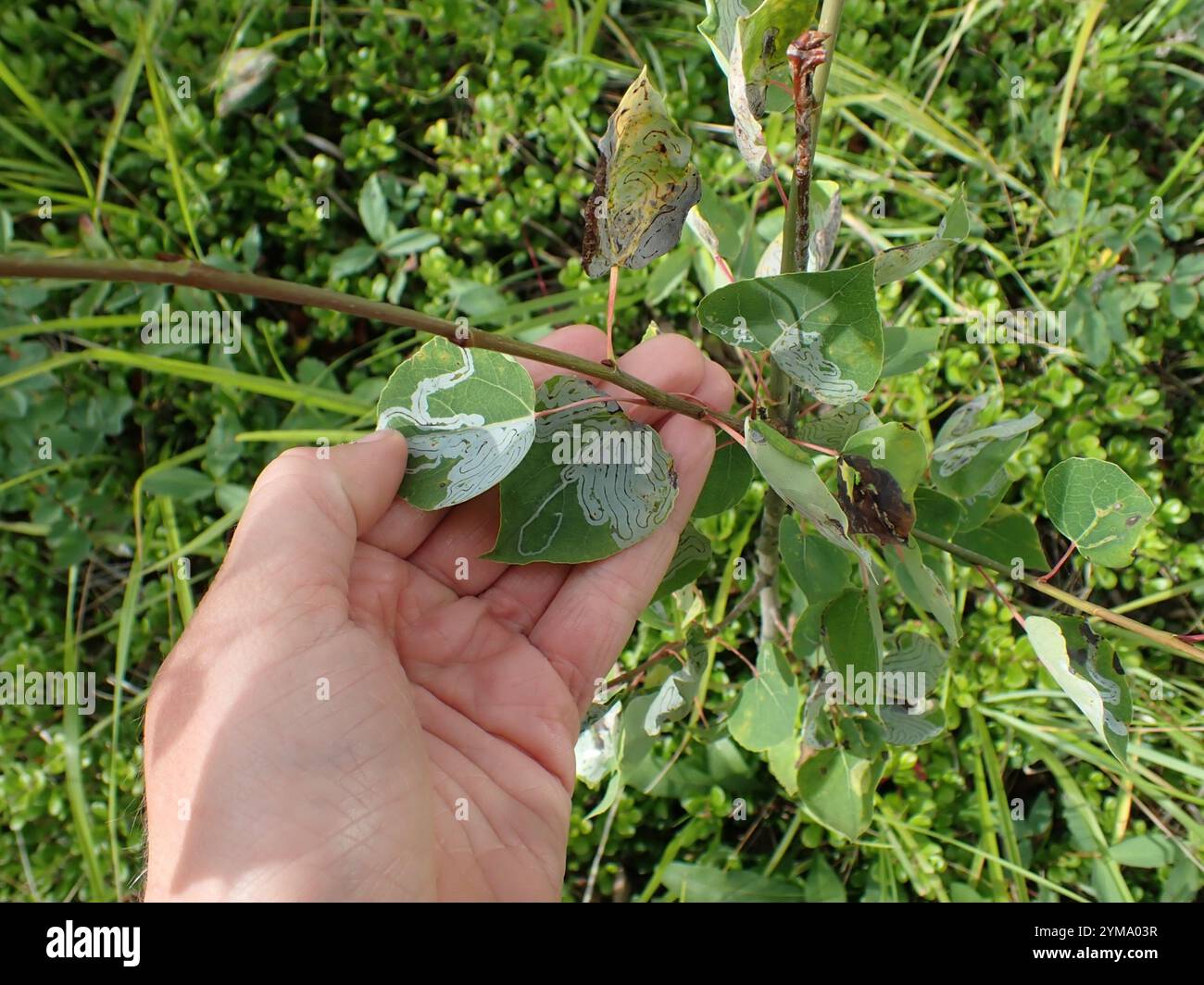 trembling aspen (Populus tremuloides Stock Photo - Alamy