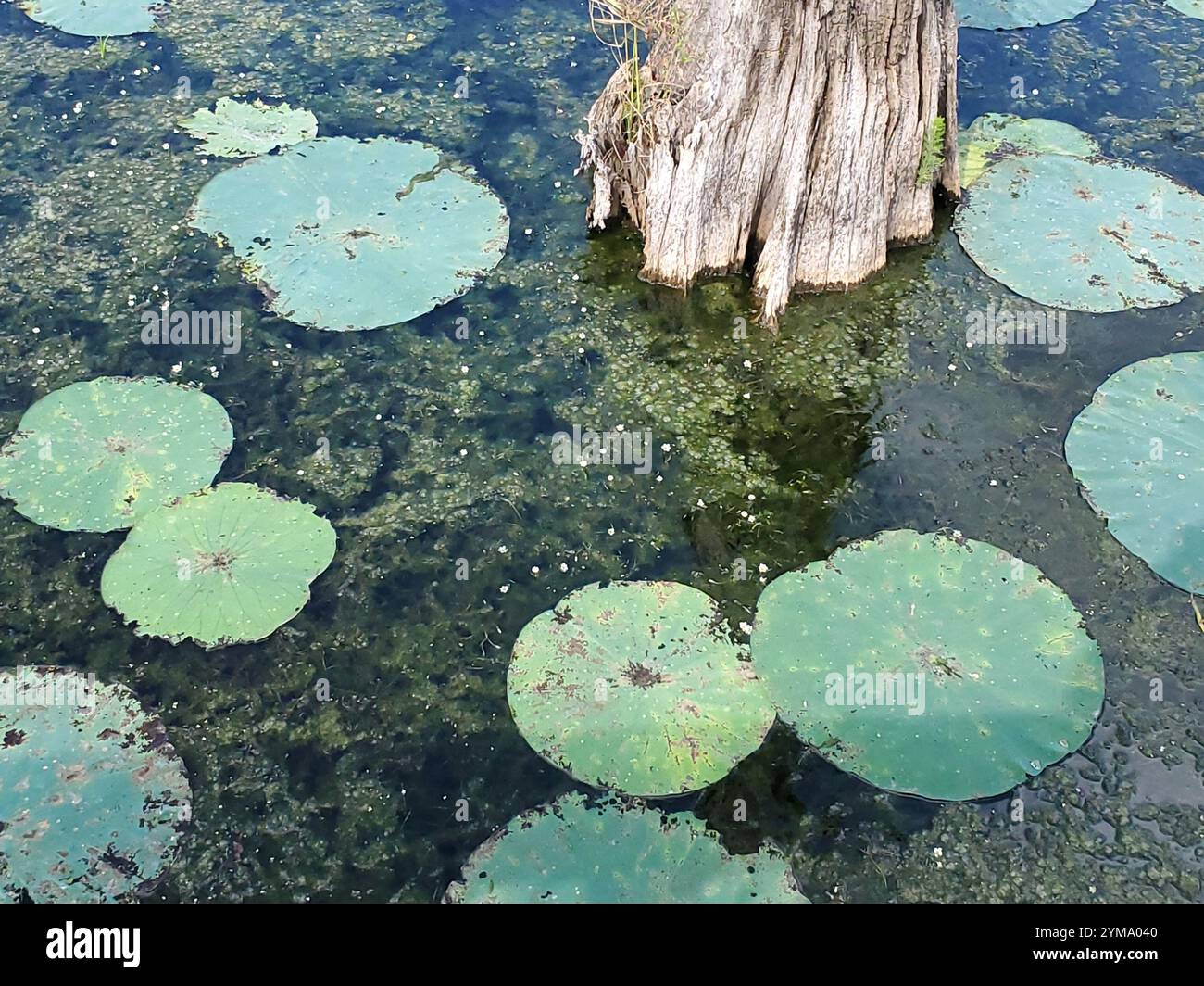 Carolina Fanwort (Cabomba caroliniana Stock Photo - Alamy