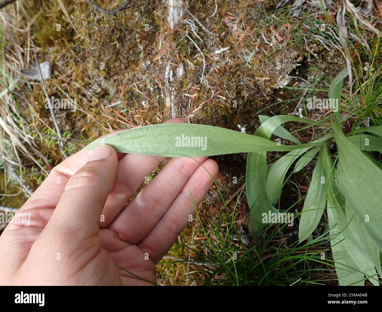 vascular plants (Tracheophyta Stock Photo - Alamy