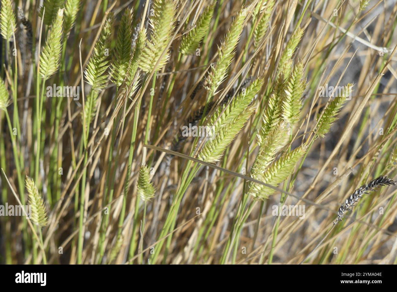 Crested Wheatgrass (Agropyron cristatum Stock Photo - Alamy