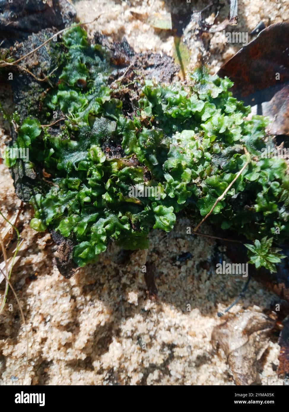 common pellia (Pellia epiphylla Stock Photo - Alamy