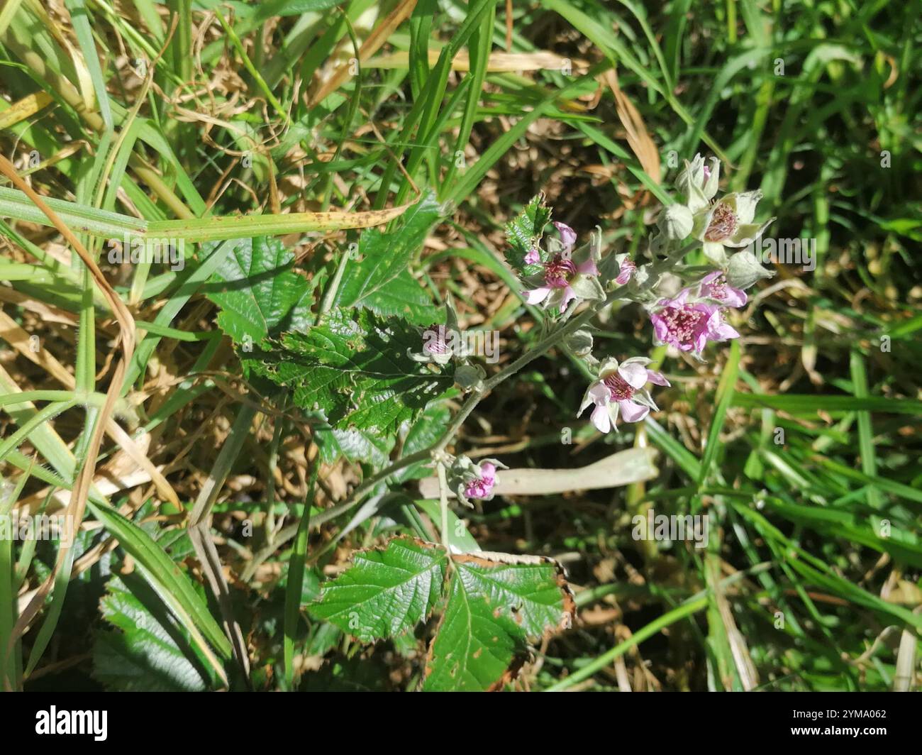 White Bramble (Rubus rigidus Stock Photo - Alamy