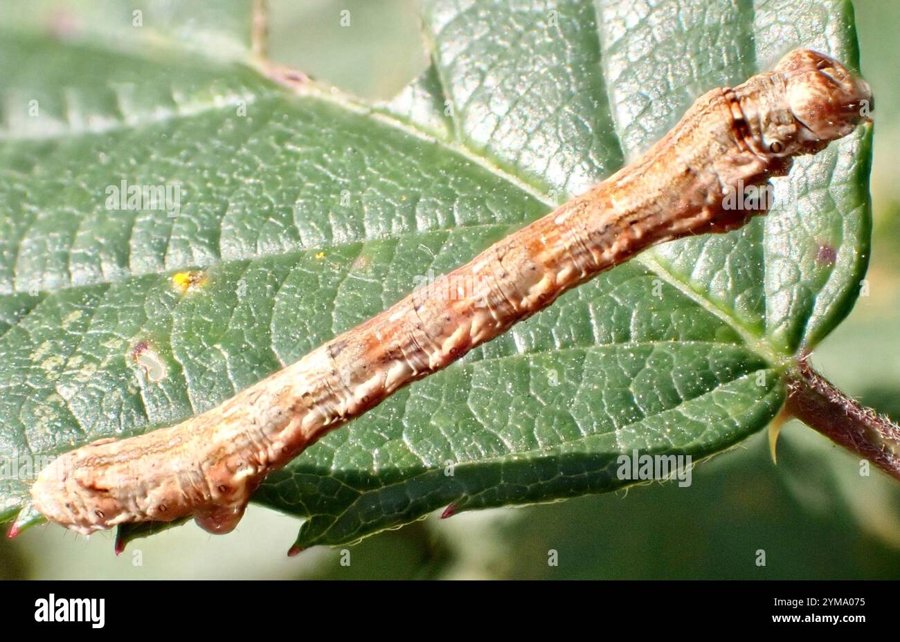 Small Engrailed (Ectropis crepuscularia Stock Photo - Alamy