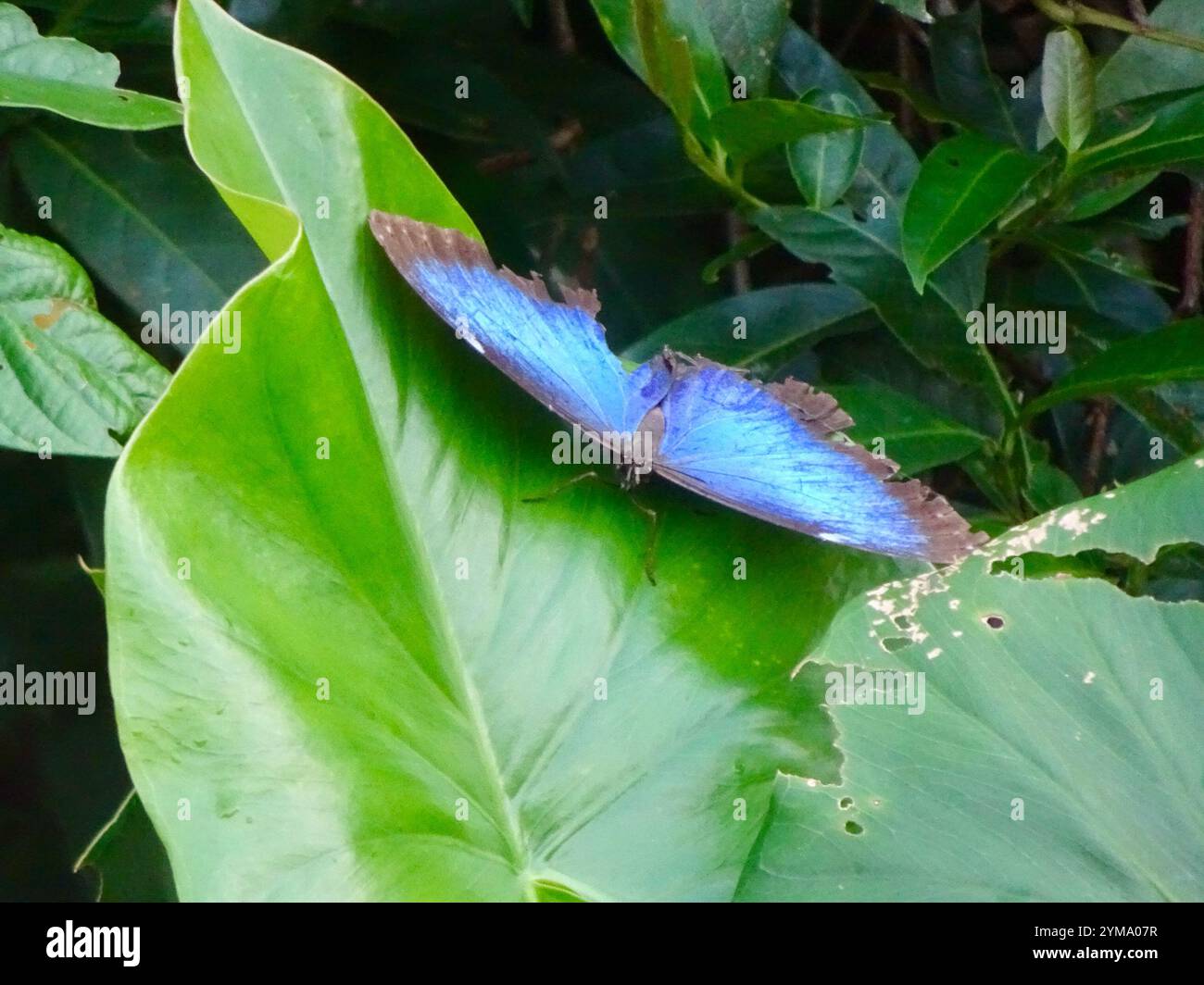 Common Morpho (Morpho helenor Stock Photo - Alamy