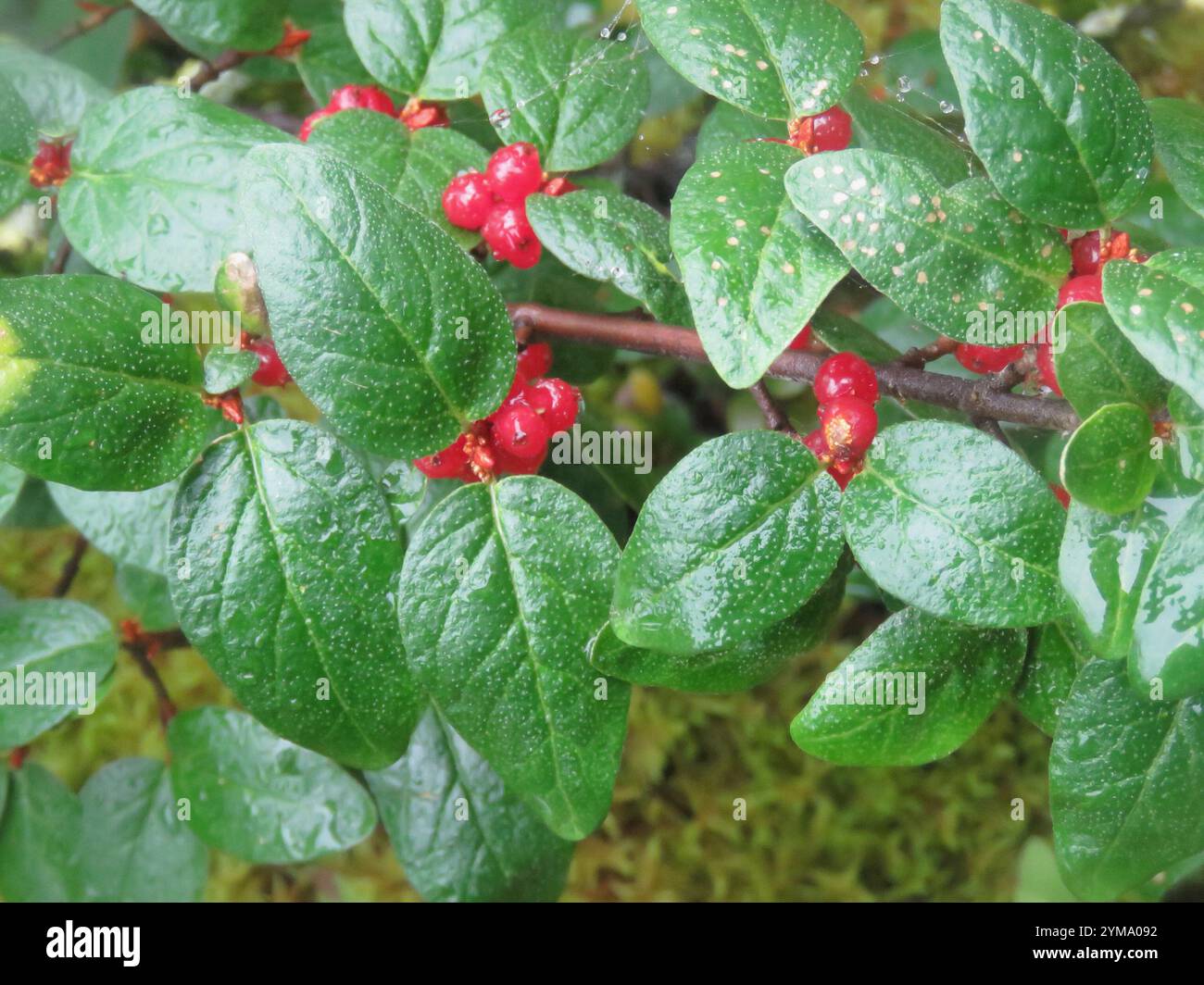 Canadian buffalo-berry (Shepherdia canadensis Stock Photo - Alamy