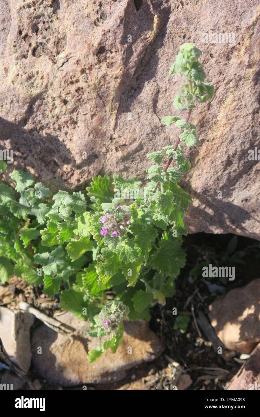 Cat Herb (Pseudodictamnus africanus Stock Photo - Alamy