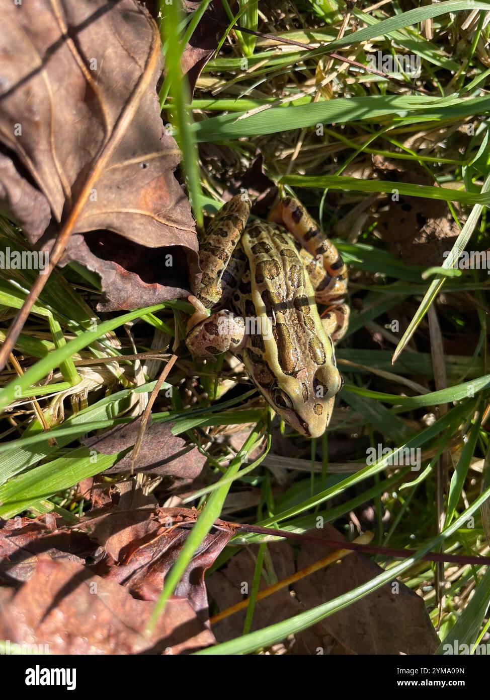 Pickerel Frog (Lithobates palustris Stock Photo - Alamy