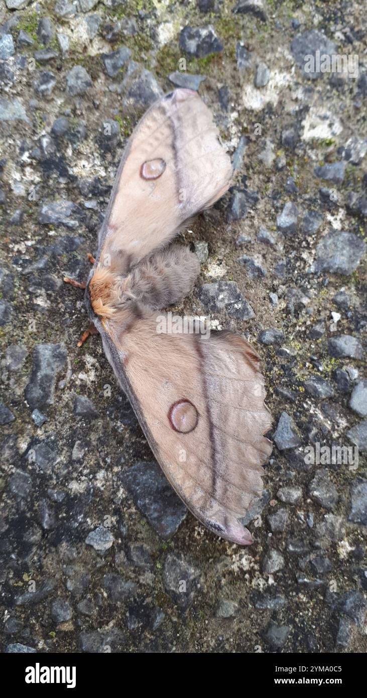 Emperor Gum Moth (Opodiphthera eucalypti Stock Photo - Alamy