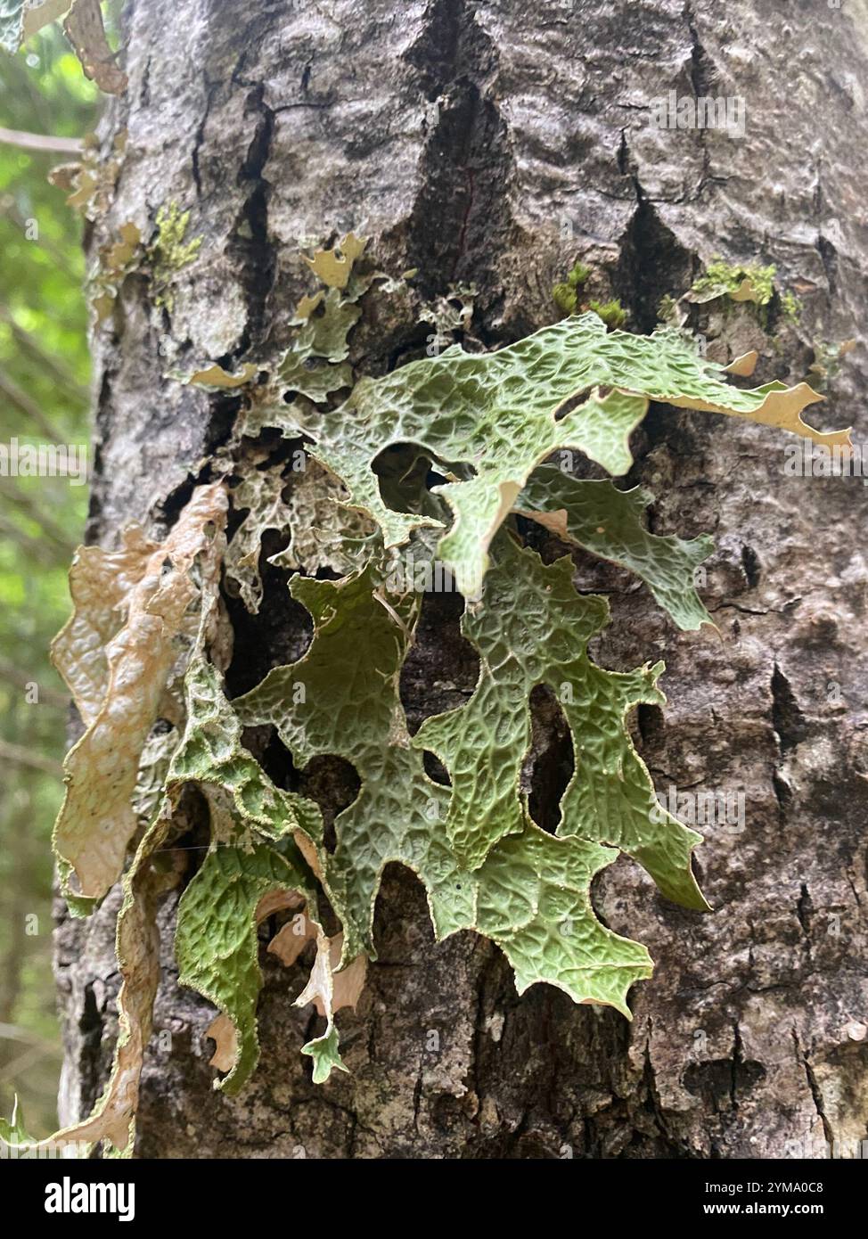 Tree Lungwort (Lobaria pulmonaria Stock Photo - Alamy