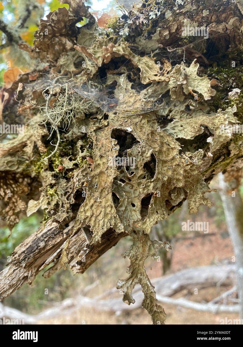 Tree Lungwort (Lobaria pulmonaria Stock Photo - Alamy