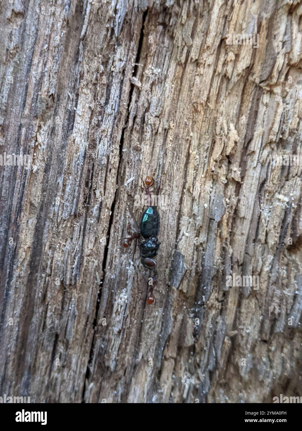 Tennessee collared ant hi-res stock photography and images - Alamy