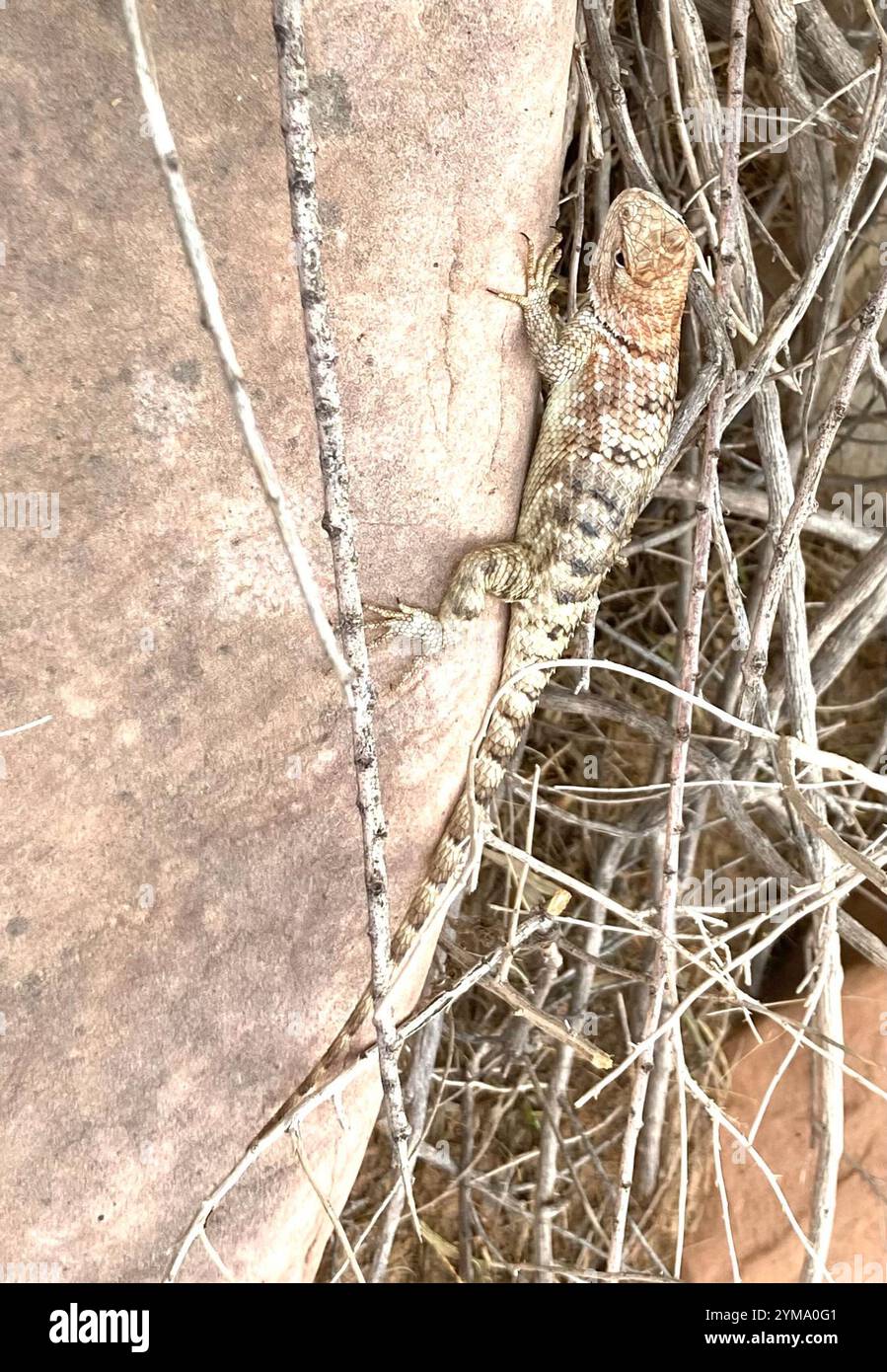 Desert Spiny Lizard (Sceloporus magister Stock Photo - Alamy