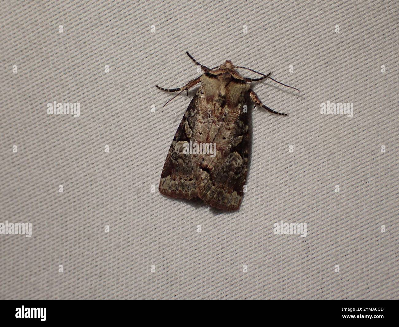 Hillia hi-res stock photography and images - Alamy