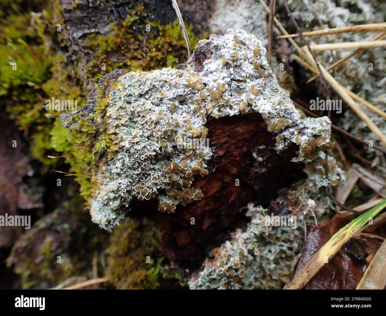 common lichens (Lecanoromycetes Stock Photo - Alamy