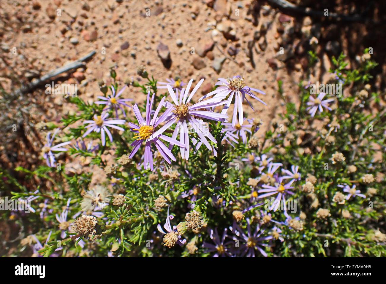 Fine Felicia (Felicia filifolia Stock Photo - Alamy