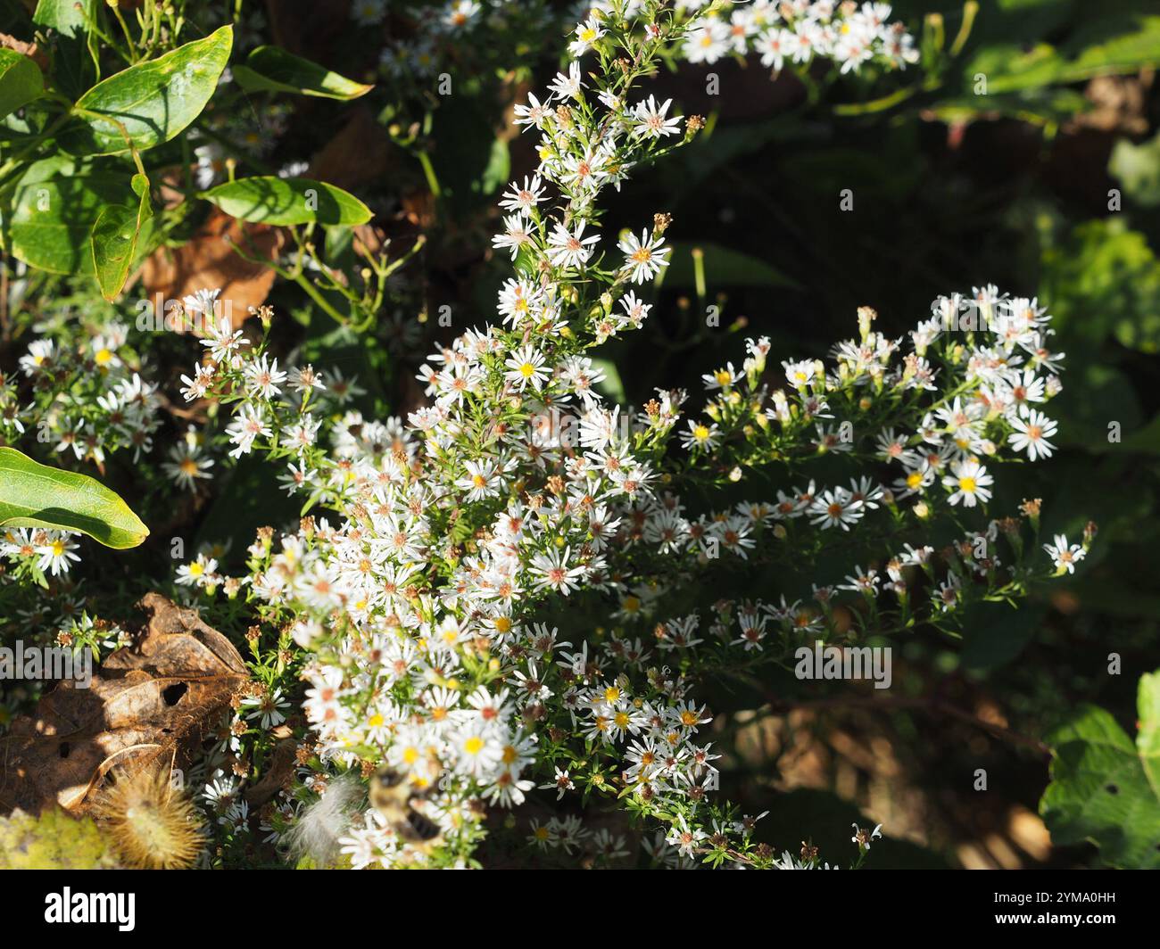 American asters (Symphyotrichum Stock Photo - Alamy