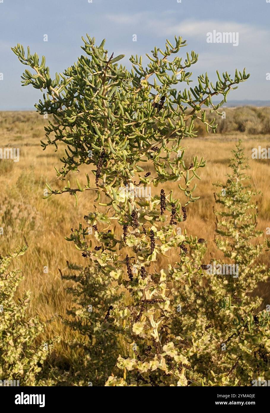 Sarcobatus vermiculatus hi-res stock photography and images - Alamy