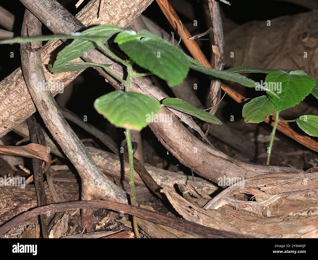 Field Copperleaf (Acalypha arvensis Stock Photo - Alamy