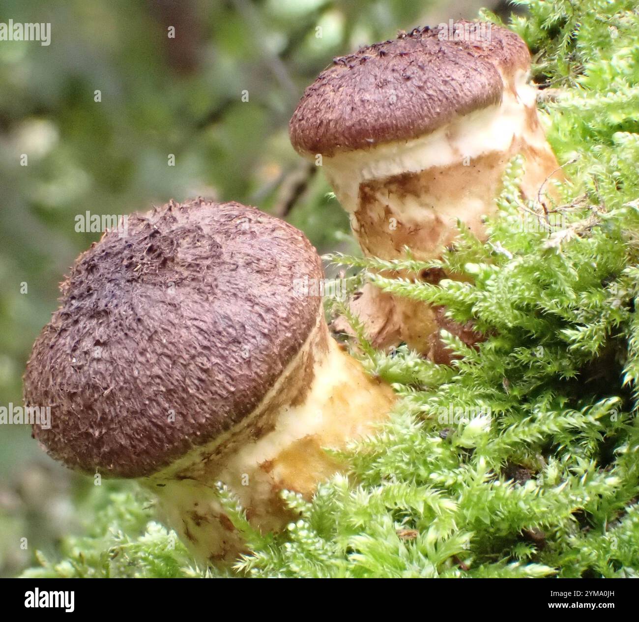 honey mushrooms (Armillaria Stock Photo - Alamy