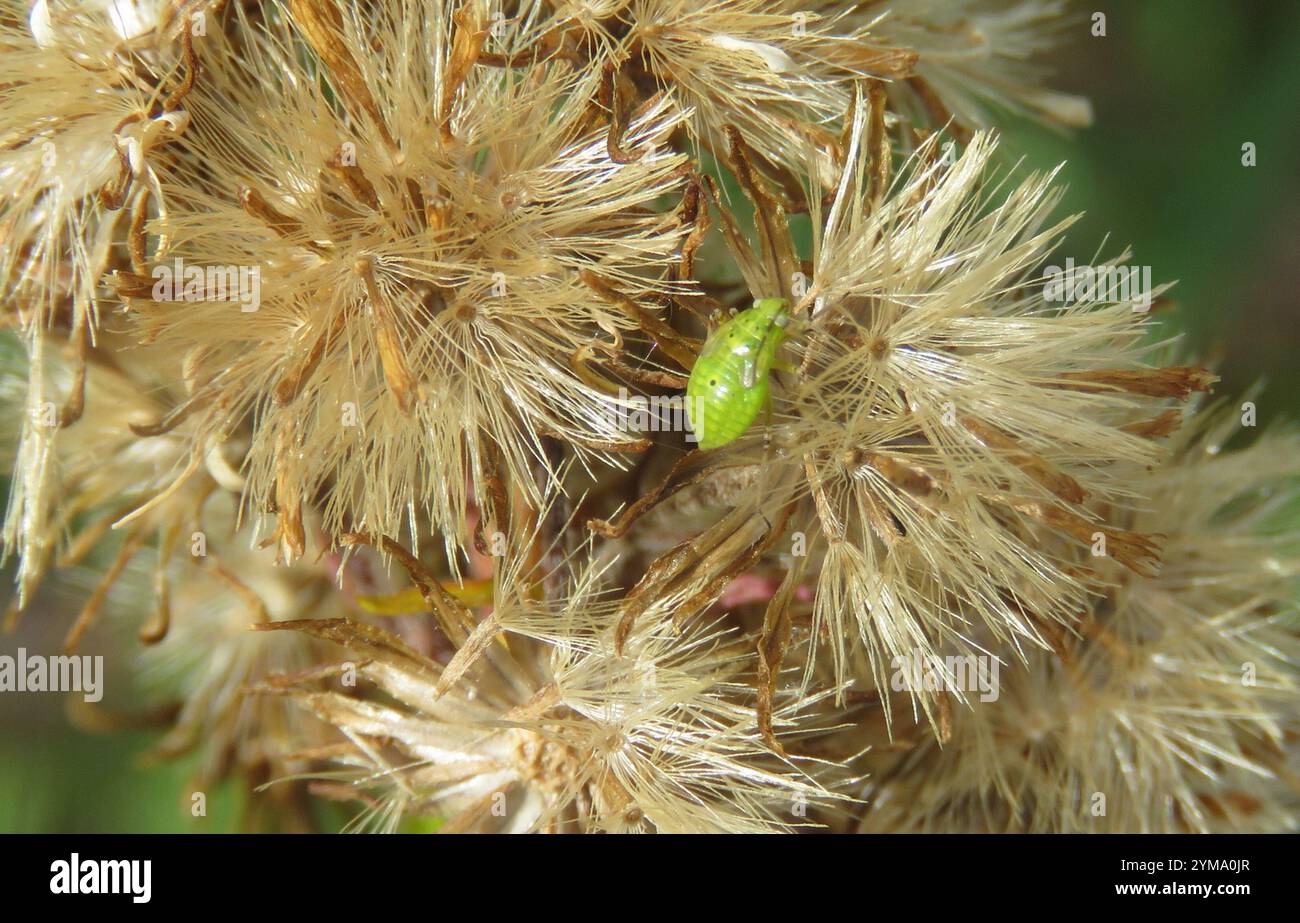 True Bugs (Heteroptera Stock Photo - Alamy