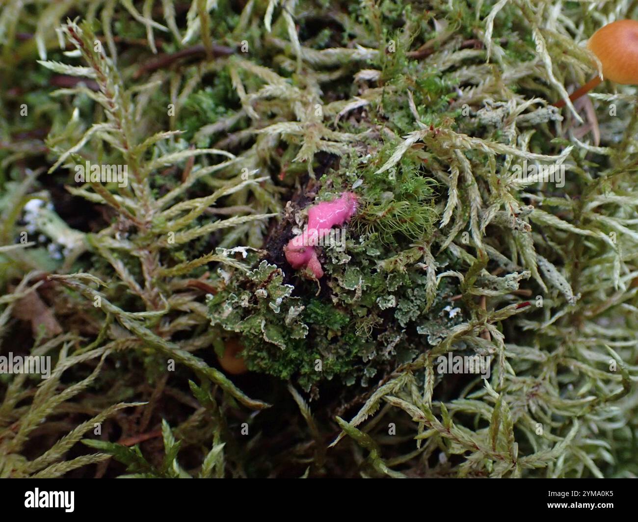 Wolf's Milk (Lycogala epidendrum Stock Photo - Alamy