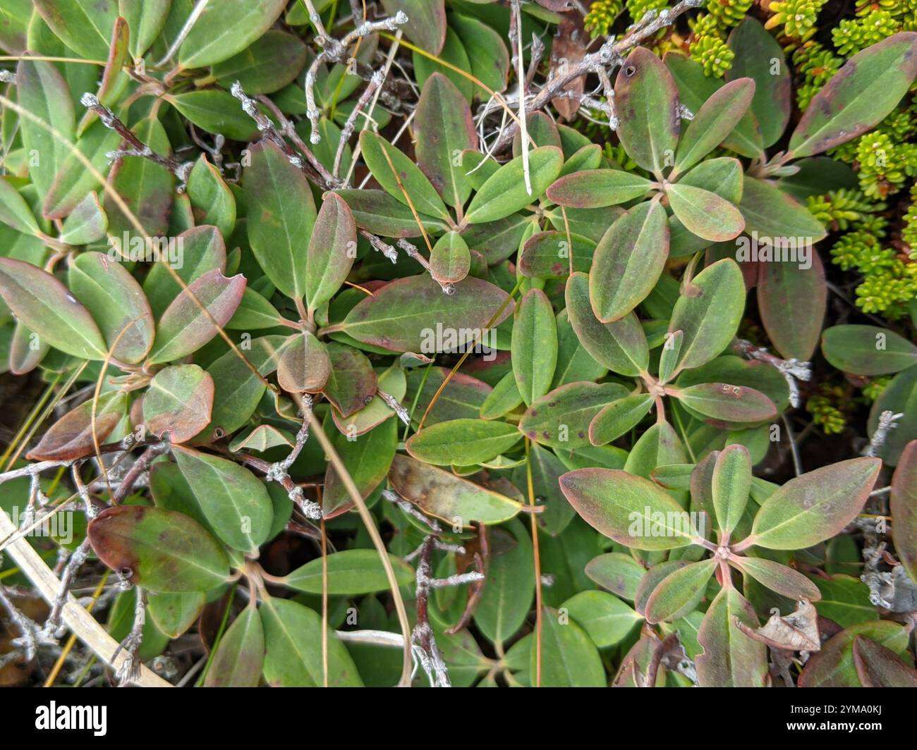 sheep laurel (Kalmia angustifolia Stock Photo - Alamy