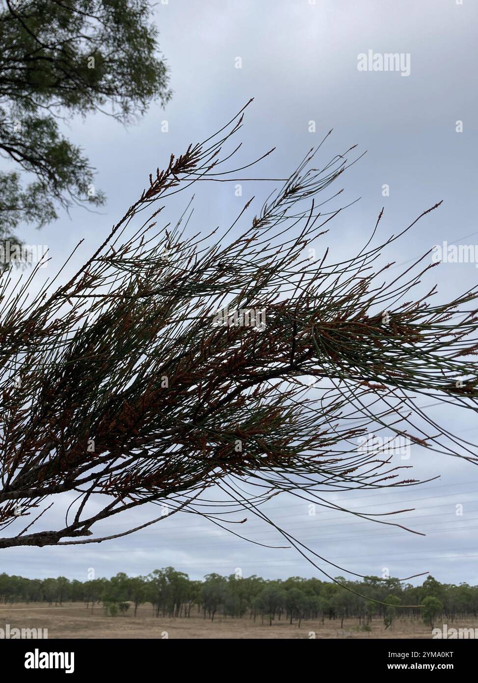 Buloke hi-res stock photography and images - Alamy