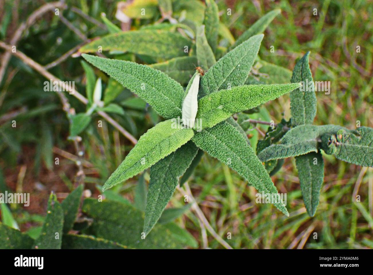 Sagewood (Buddleja salviifolia Stock Photo - Alamy