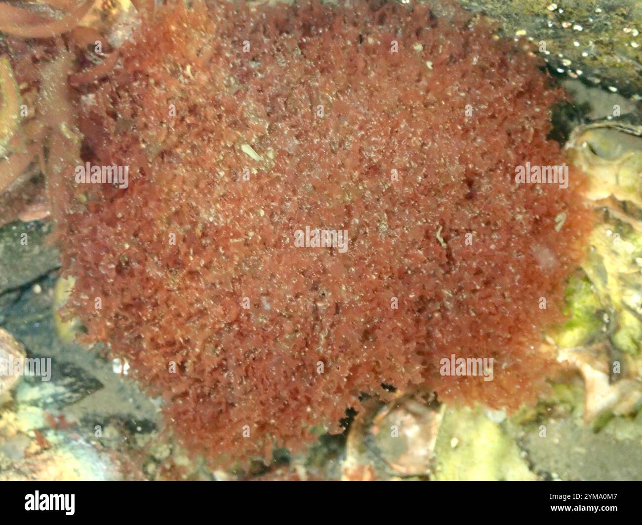 red algae (Rhodophyta Stock Photo - Alamy