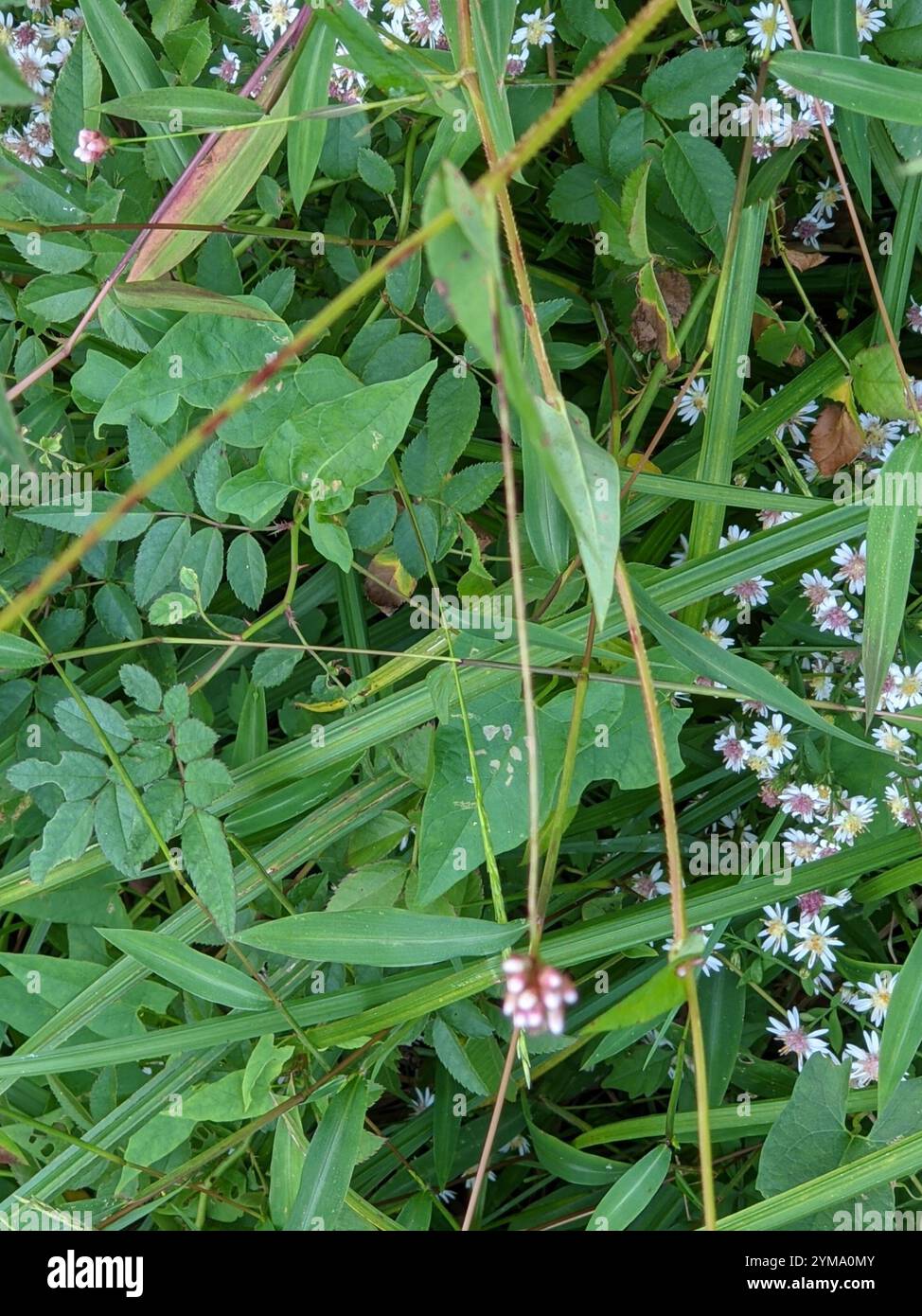 arrow-leaved tearthumb (Persicaria sagittata Stock Photo - Alamy