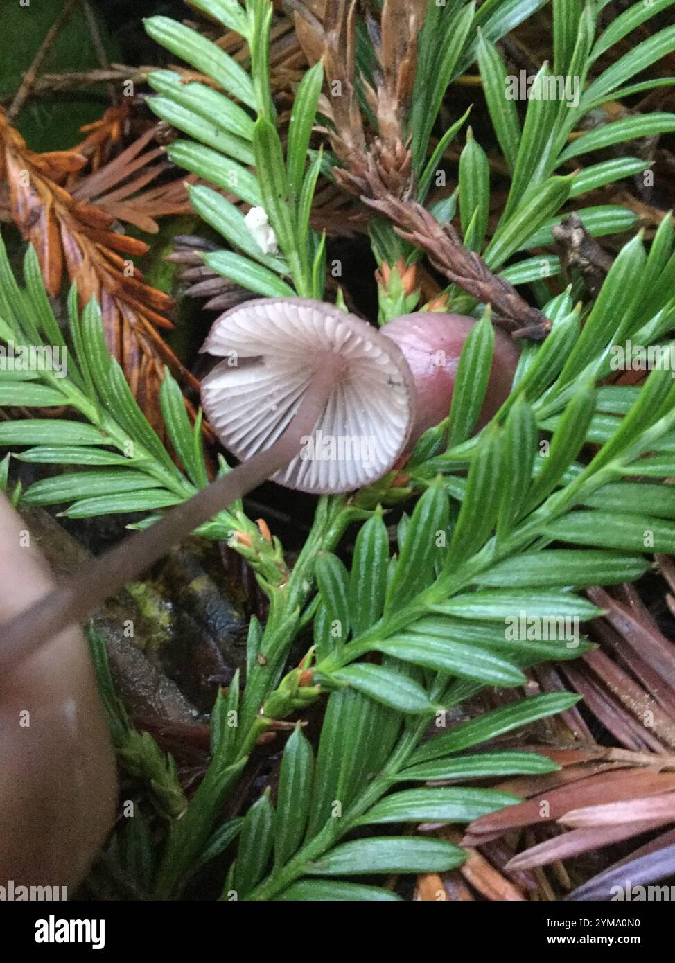 purple-edge bonnet (Mycena purpureofusca Stock Photo - Alamy