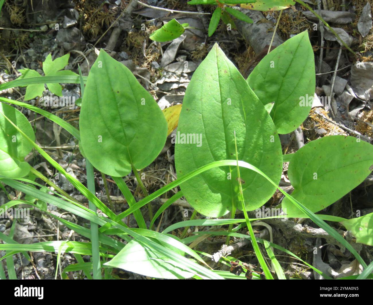 Tall Bluebell (Mertensia paniculata Stock Photo - Alamy