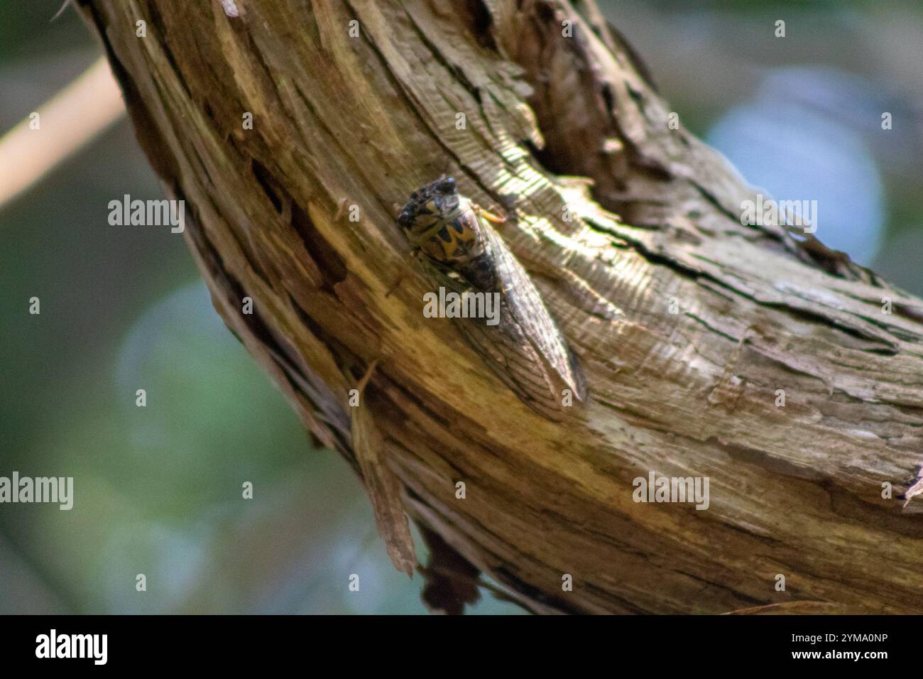 Coastal Scissors Grinder Cicada (Neotibicen latifasciatus Stock Photo ...