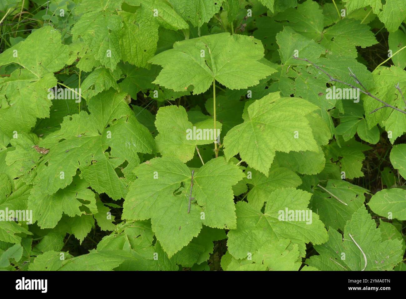 thimbleberry (Rubus parviflorus Stock Photo - Alamy