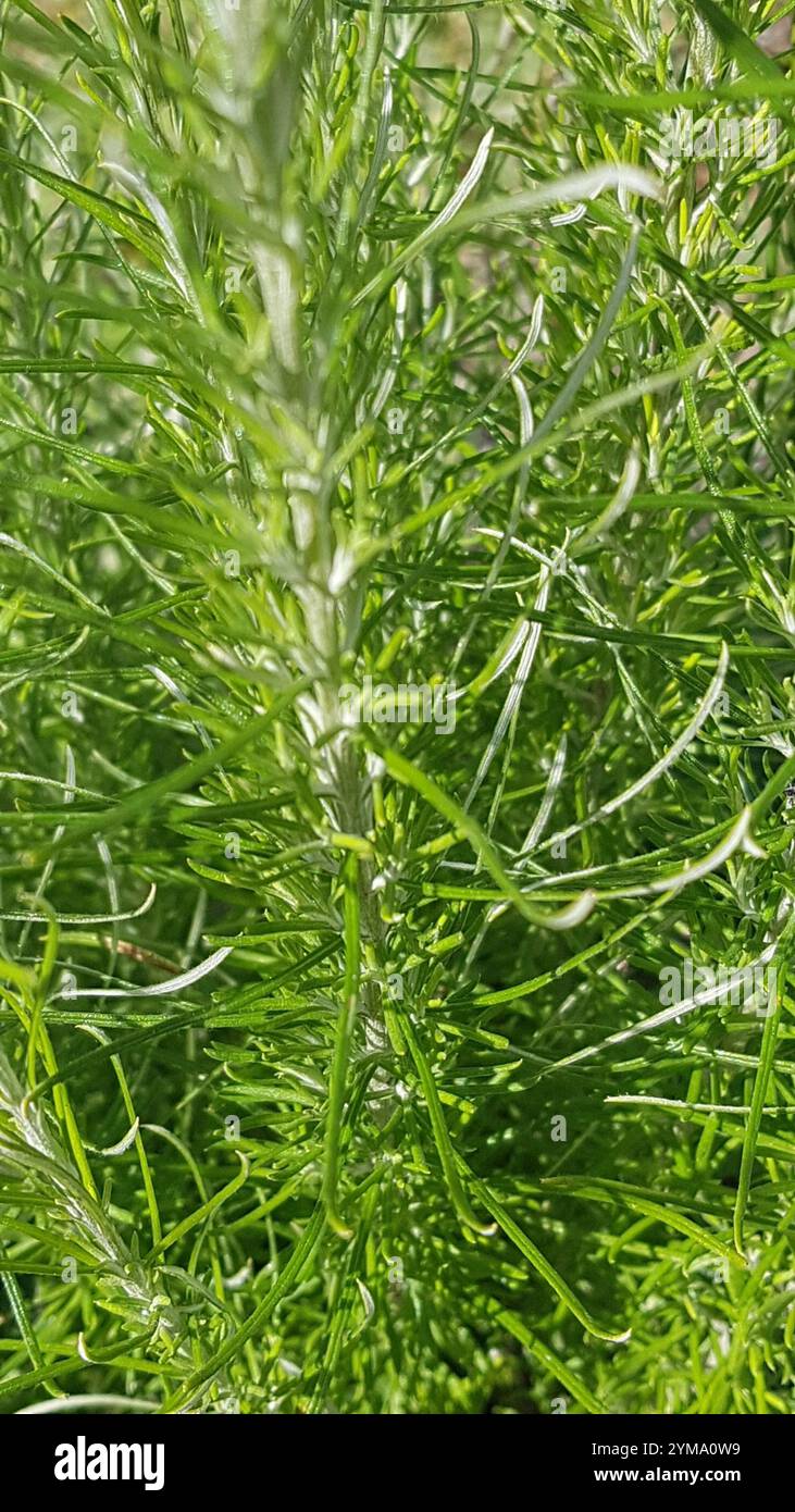 Chrysocephalum semipapposum hi-res stock photography and images - Alamy