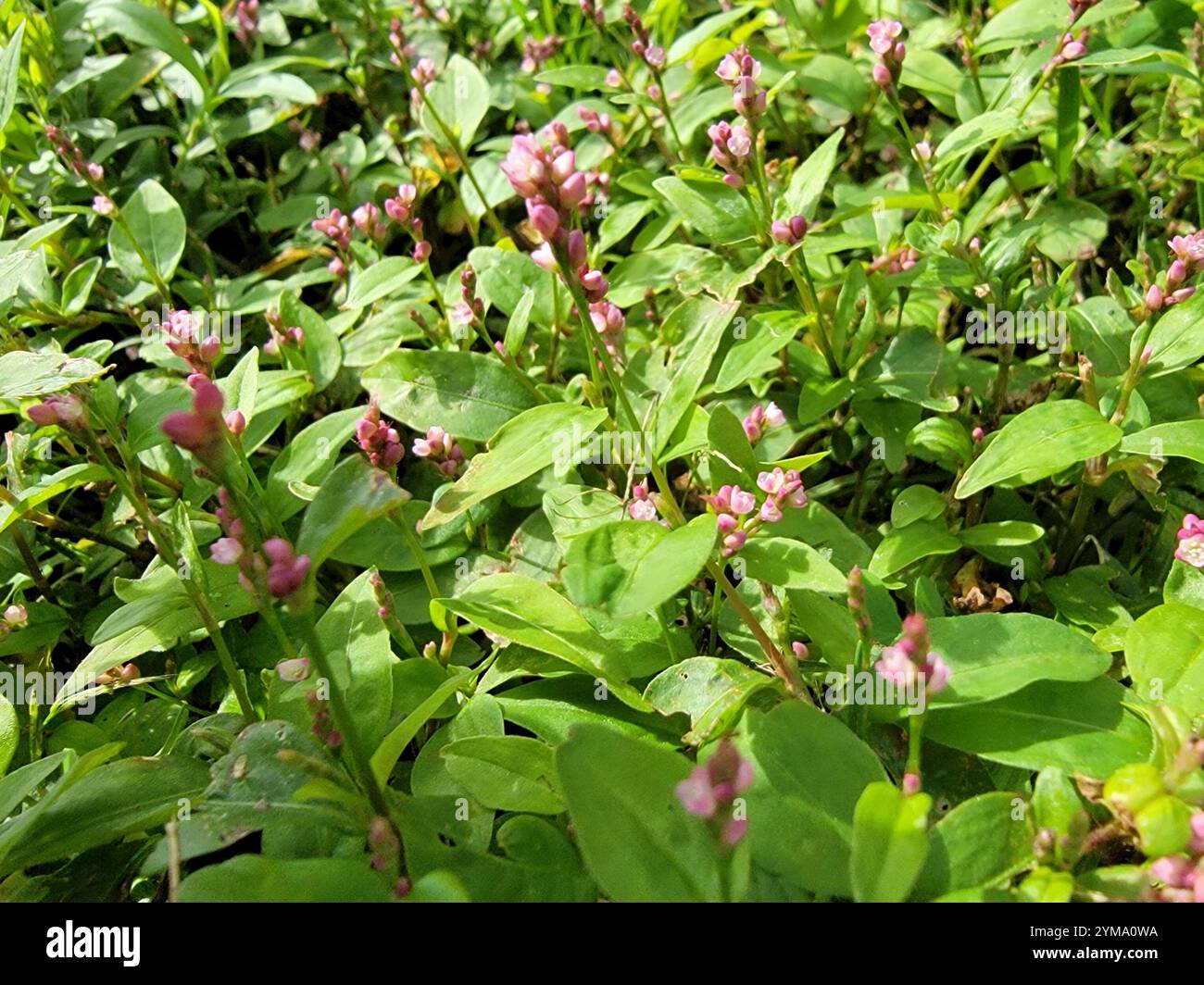 low smartweed (Persicaria longiseta Stock Photo - Alamy