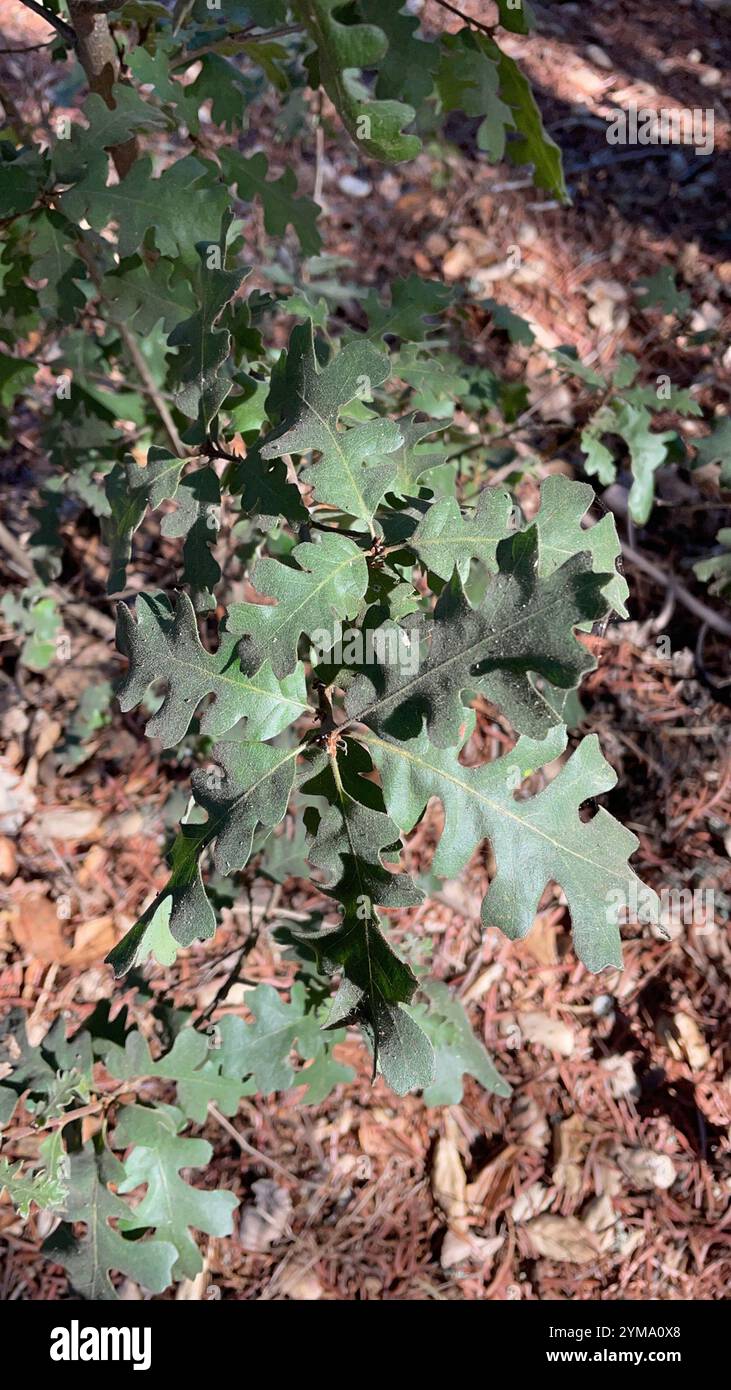 valley oak (Quercus lobata Stock Photo - Alamy