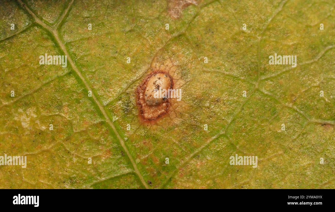 oak flake gall wasp (Neuroterus quercusverrucarum Stock Photo - Alamy