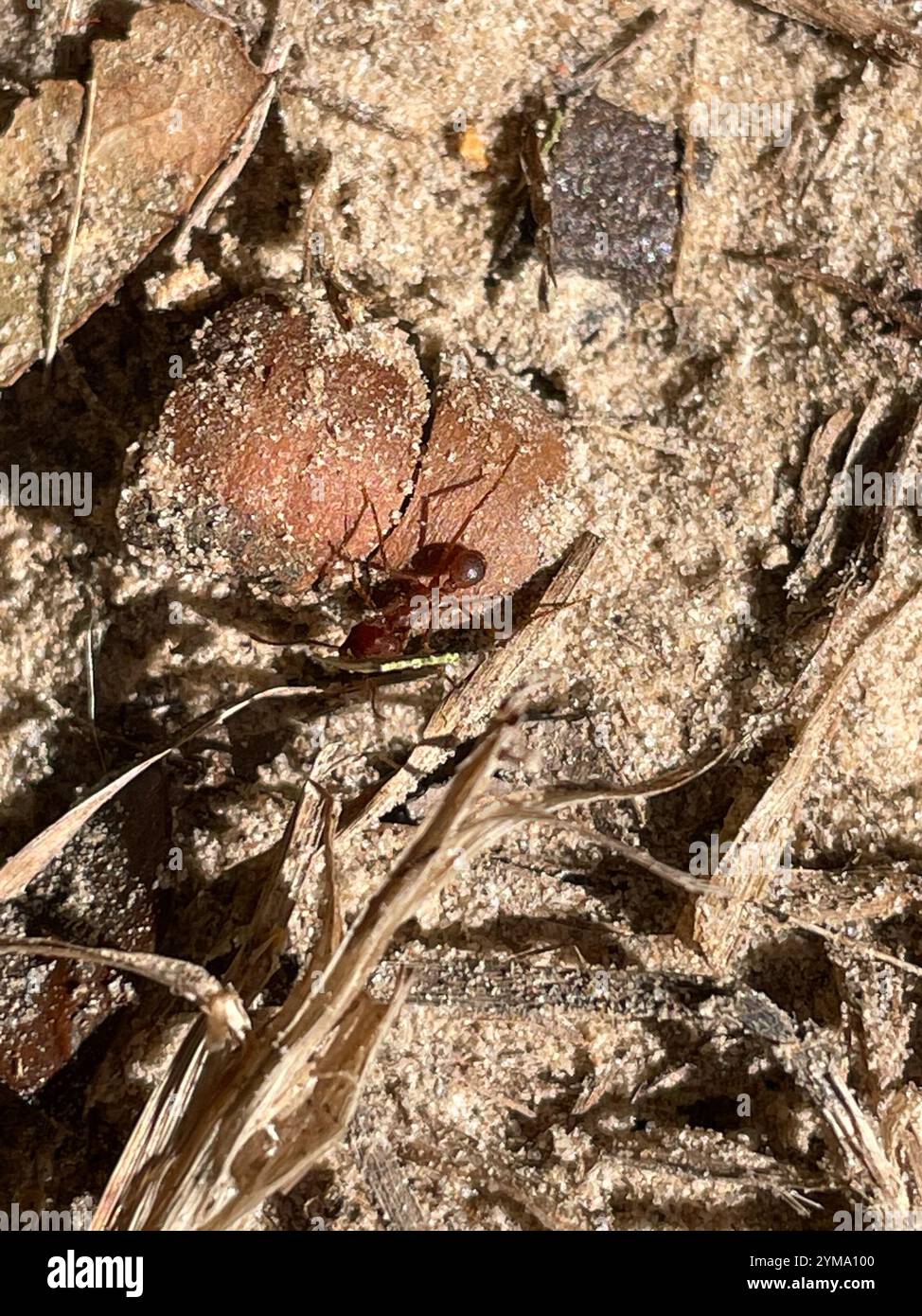 Texas Leafcutter Ant (Atta texana Stock Photo - Alamy