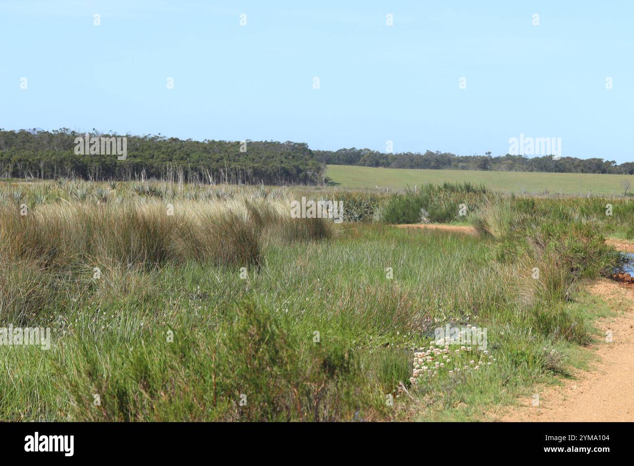 Micro Frog (Microbatrachella capensis Stock Photo - Alamy