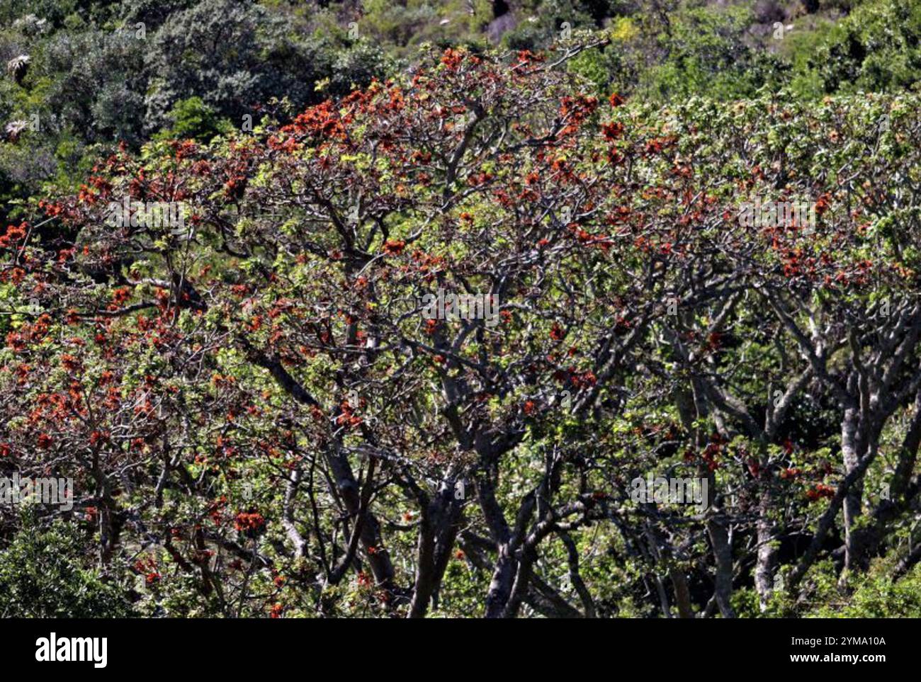 South African Coral Tree (Erythrina caffra Stock Photo - Alamy