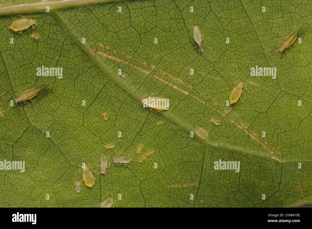 Black-bordered oak aphid (Lineomyzocallis walshii Stock Photo - Alamy