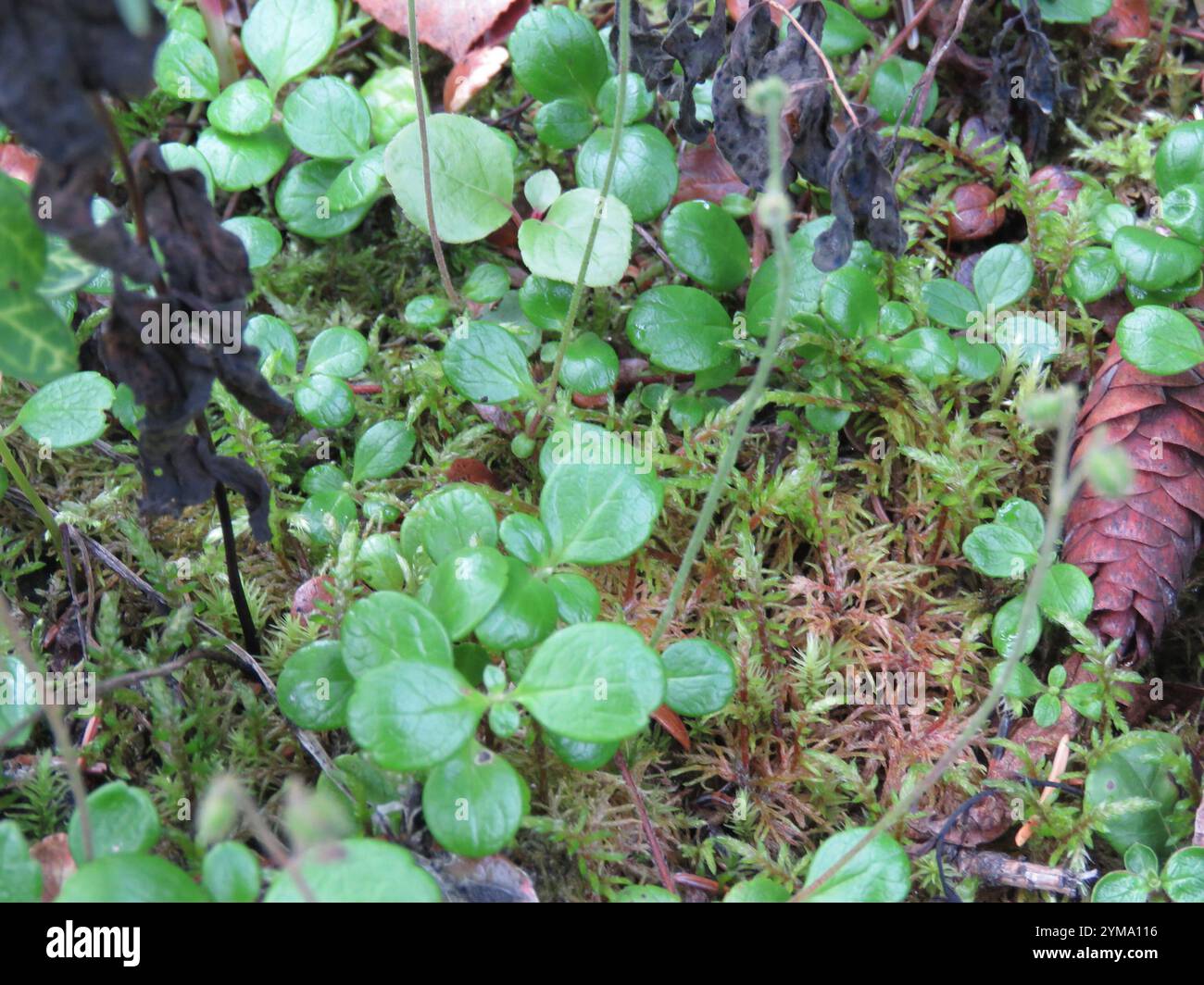 Twinflower (Linnaea borealis Stock Photo - Alamy