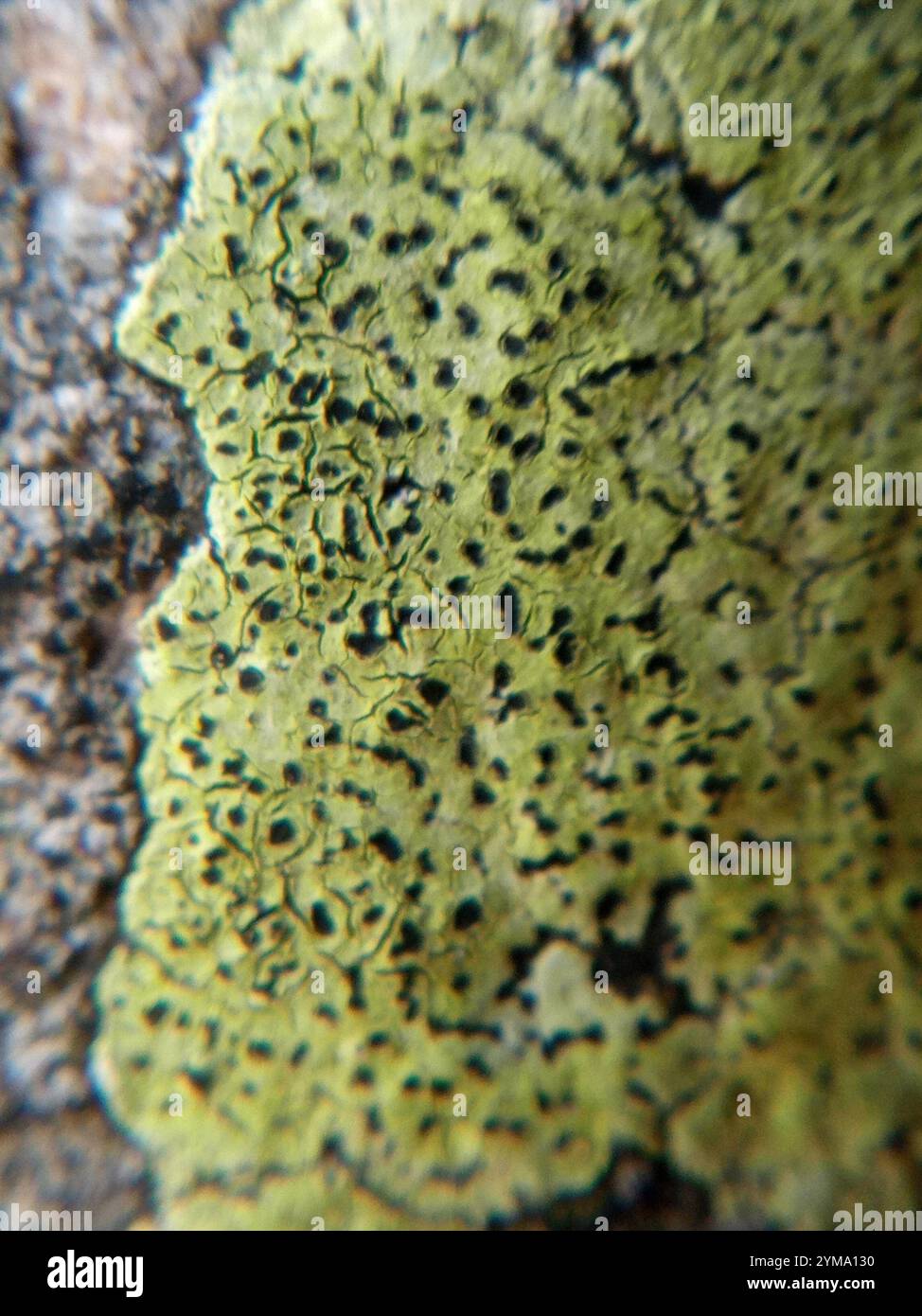 yellow map lichen (Rhizocarpon geographicum Stock Photo - Alamy