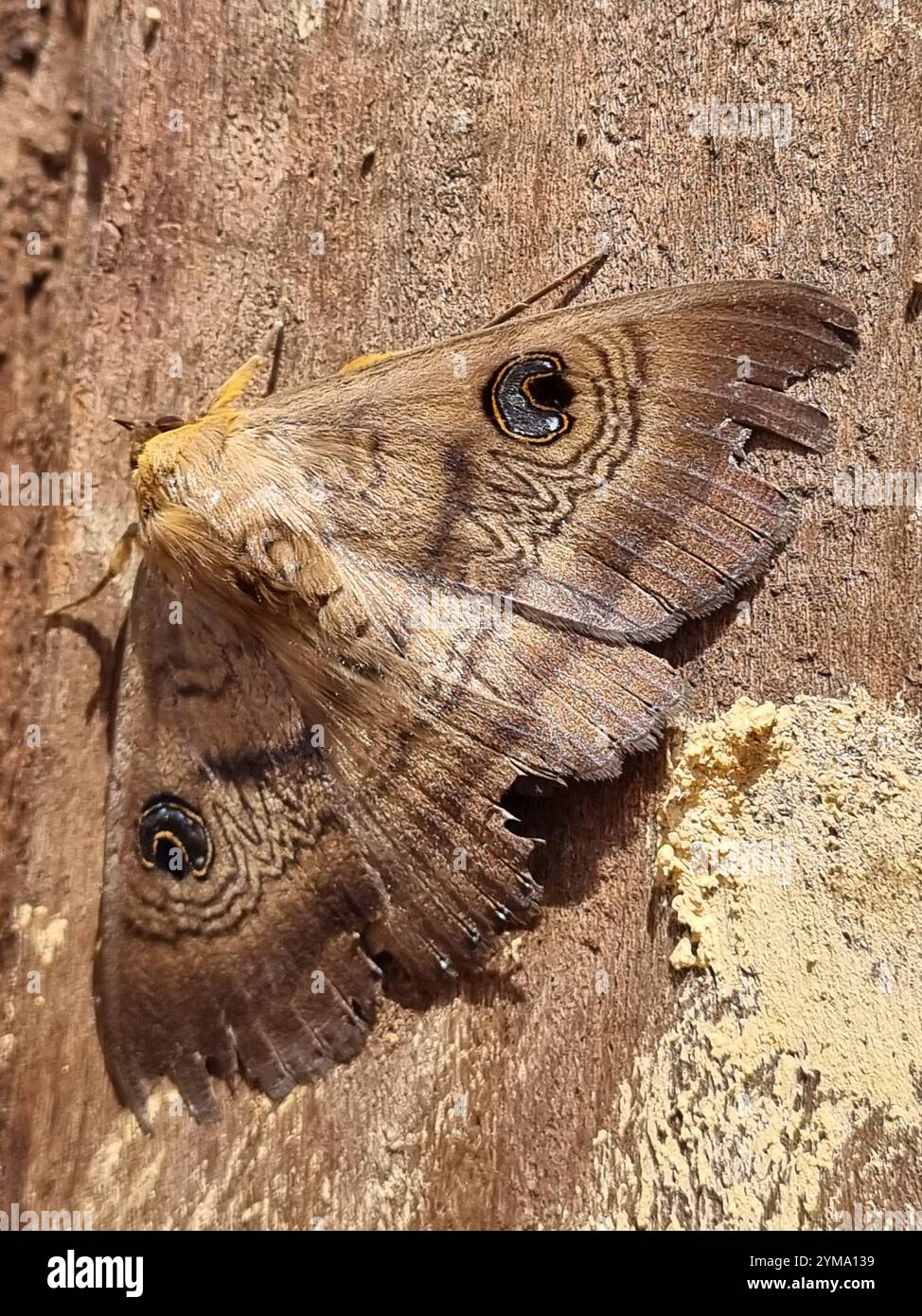 Southern Moon Moth (Dasypodia selenophora Stock Photo - Alamy