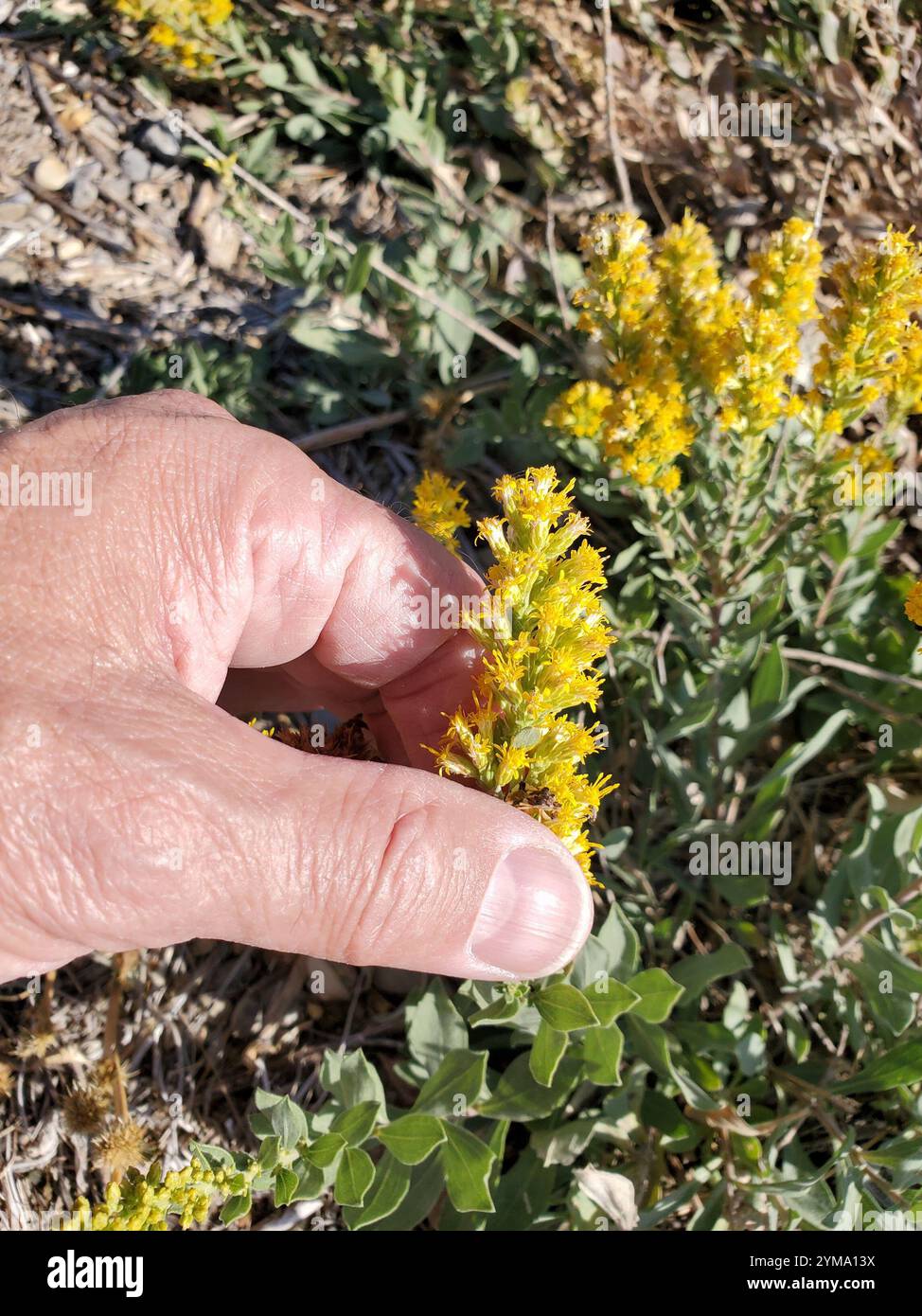 Ground Goldenrod (Solidago mollis Stock Photo - Alamy